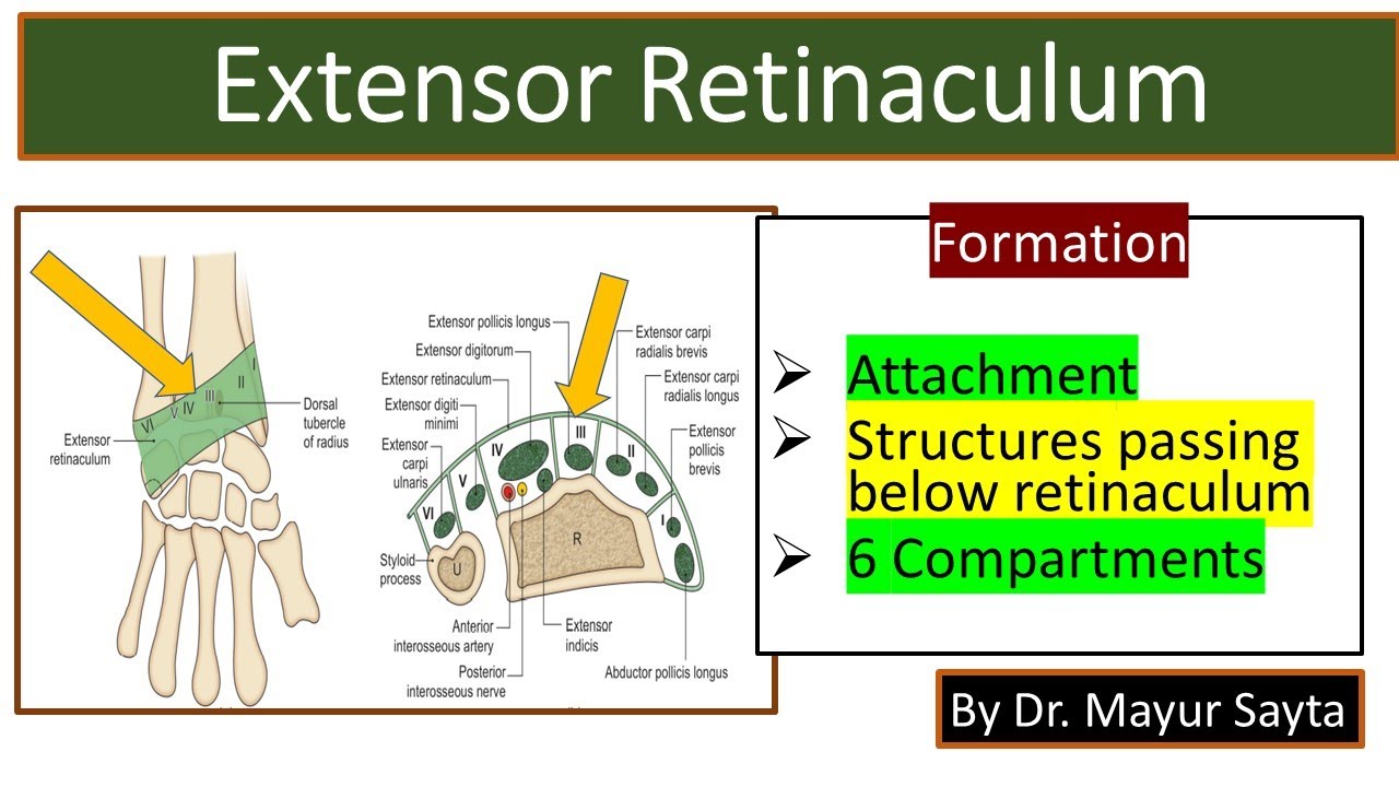 Wrist Extensor Attachments At Amelia Borchert Blog