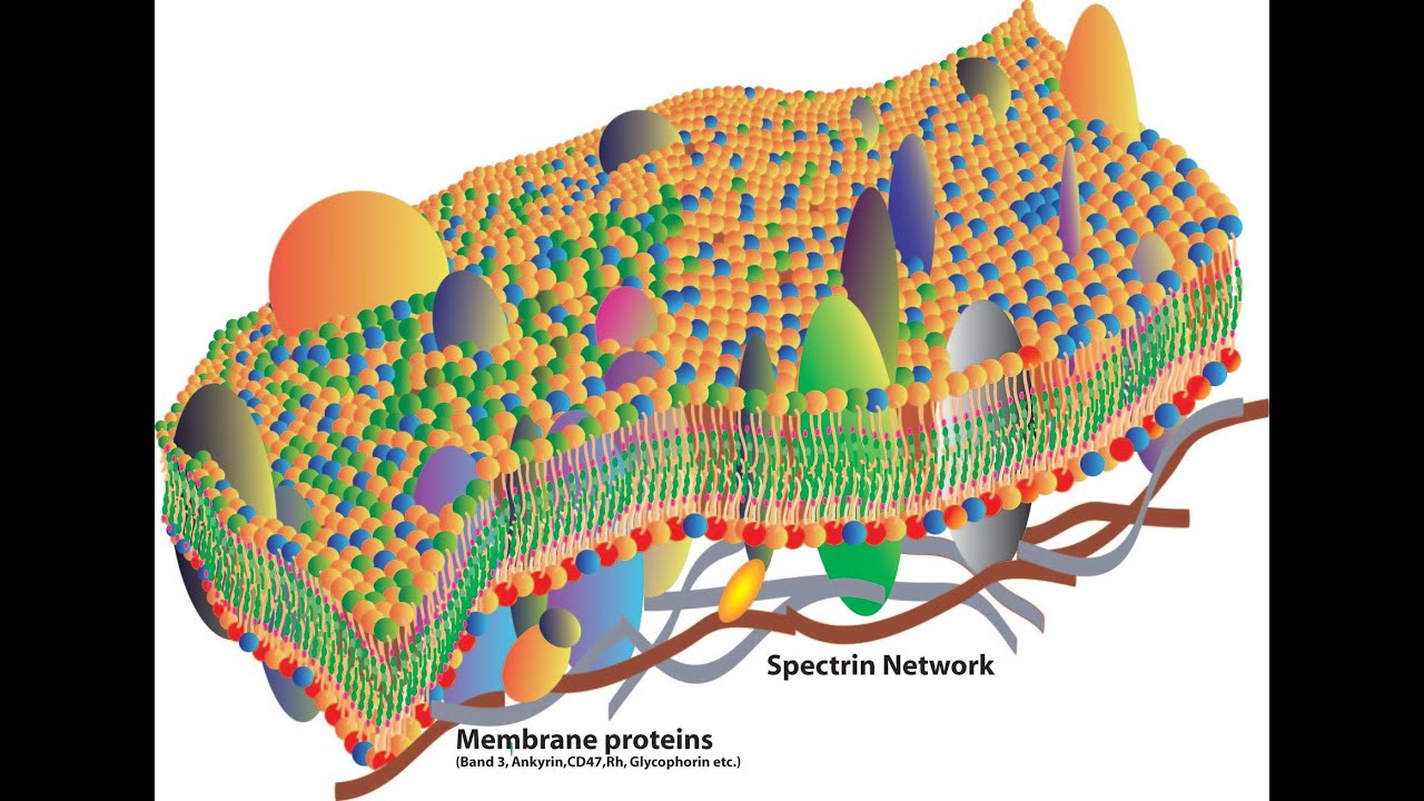 Cell Membranes Youtube