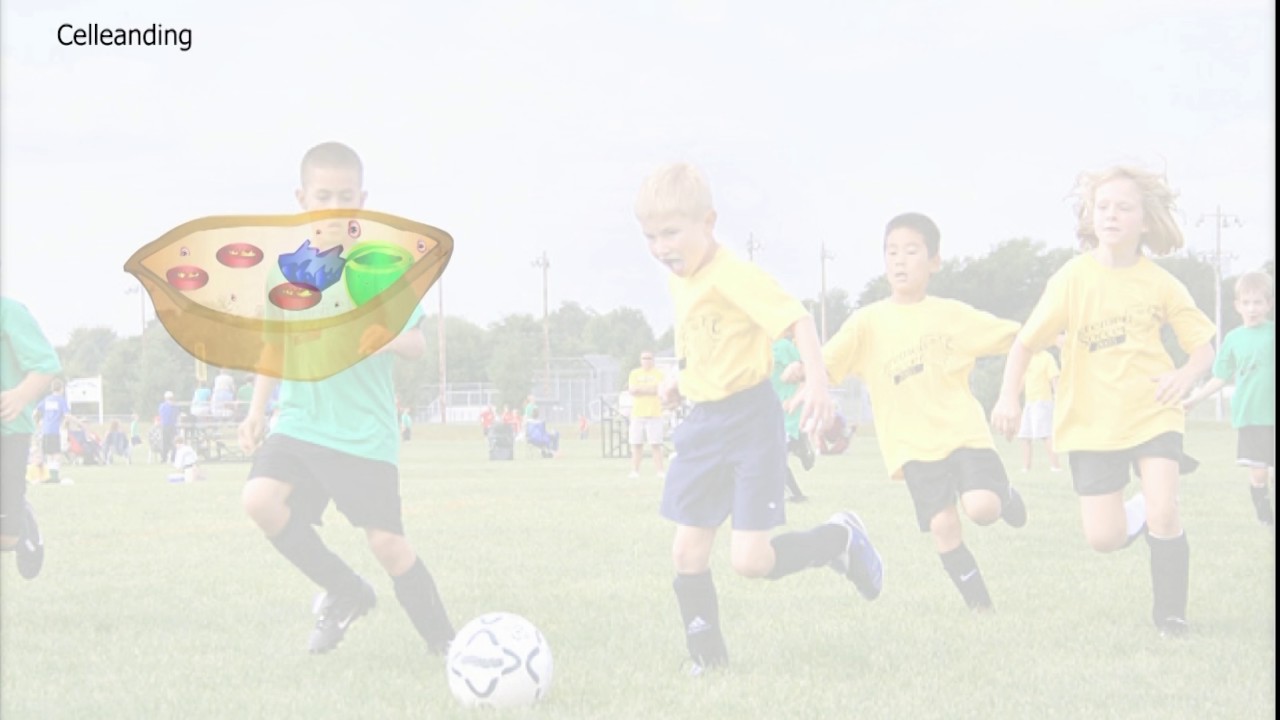 Celleanding Youtube