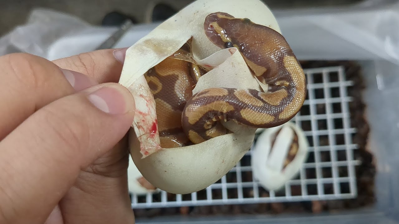 Ball Python Egg Cutting Ultramel Pieds Youtube