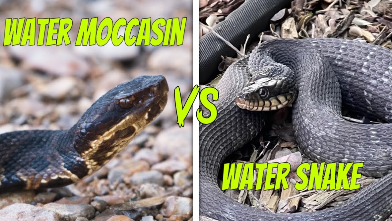 Water Moccasin Vs Water Snakes Massive Cottonmouths Youtube