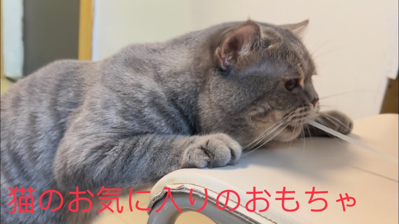 Trending Cute Cats Funny Reels Youtube