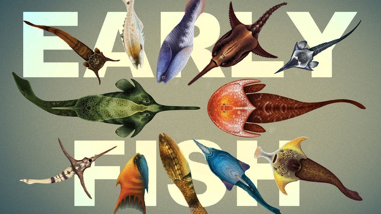 How Fish Evolved To Live On Land At Shelly Cote Blog