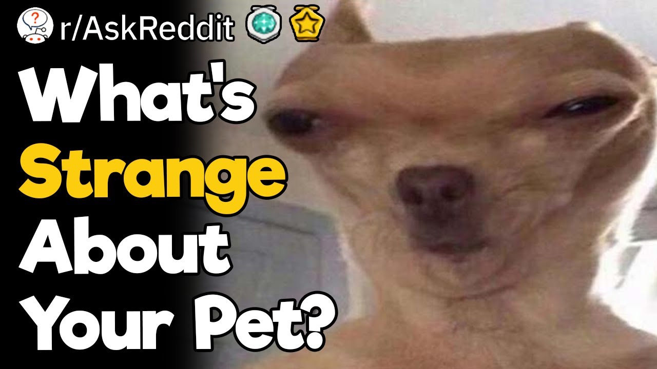 What S Strange About Your Pet Youtube