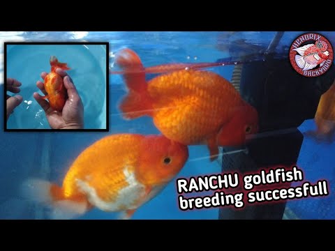 How I Breed My Ranchu Goldfish Successfull Hand Breeding That Produce