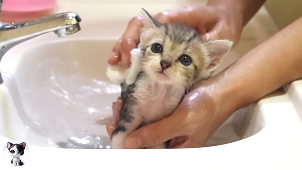 Amazingly Cute First Bath Of Rescued Kitten Youtube