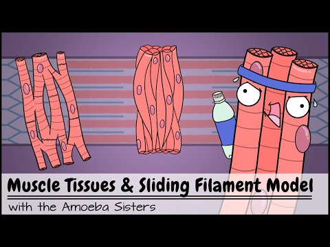 Muscle Tissues And Sliding Filament Model Transcript Chat And