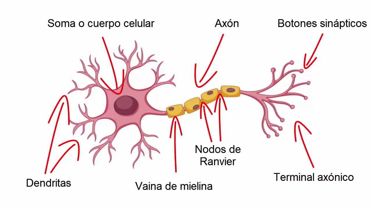 Estructura De Una Neurona Típica Y Función Es De Sus Partes Youtube