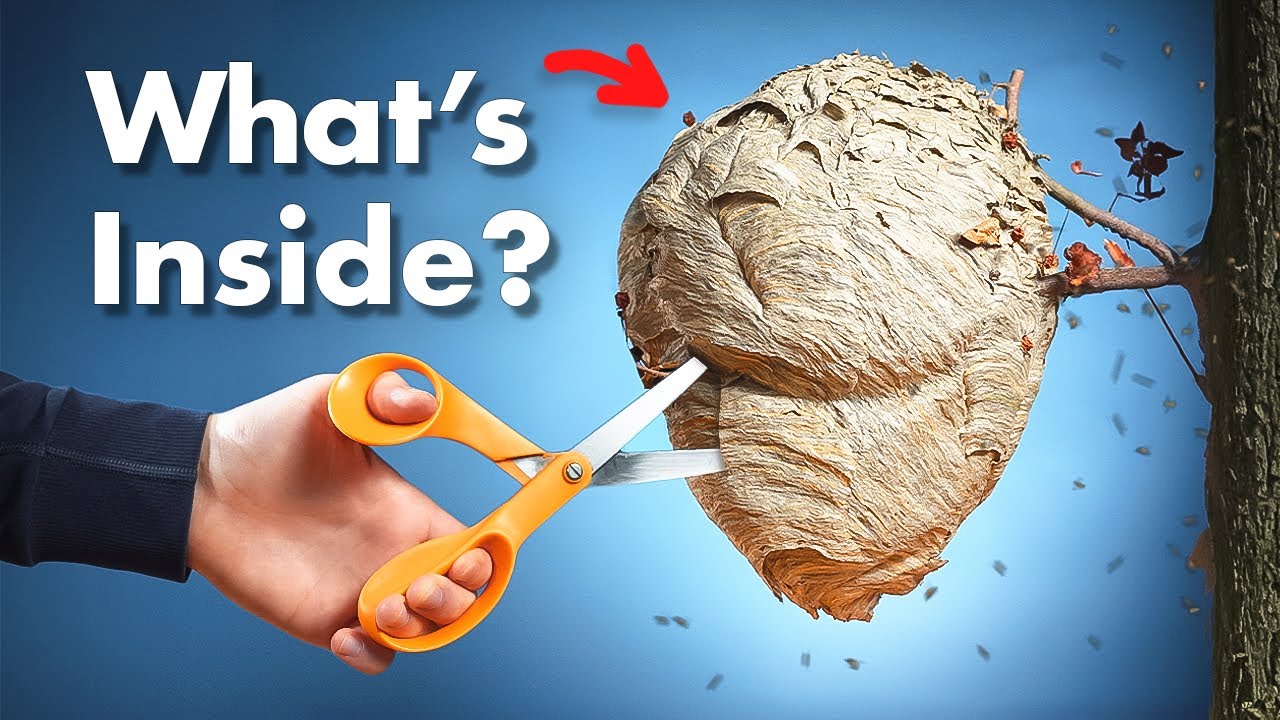 What S Inside A Wasp Nest Youtube