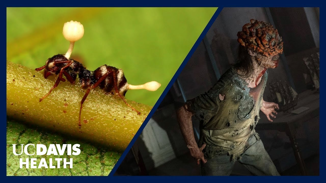 Cordyceps Zombies And Fungal Infections Doctor Explains The Science