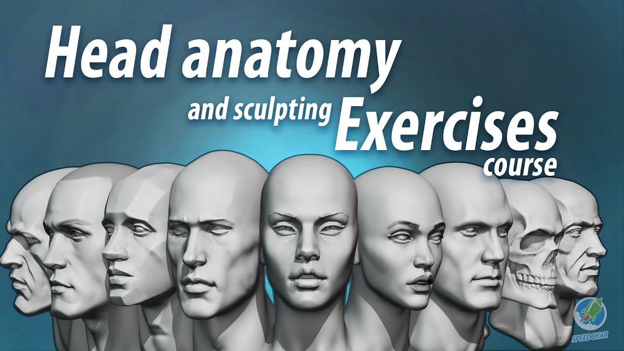 Sculpting Head Measurements At Billy Dendy Blog