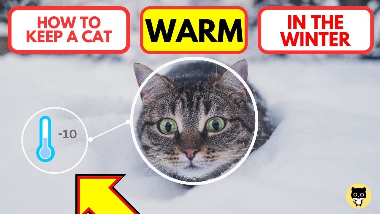 How To Keep Outside Cats Warm In Winter At Jayden Crookes Blog
