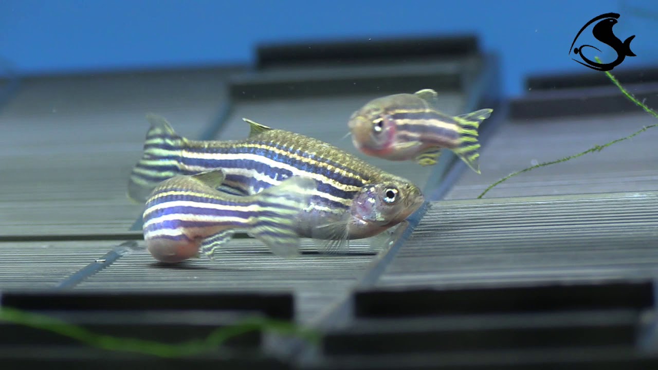 Zebra Danio Breeding Glofish Care Size Life Span Tank Mates