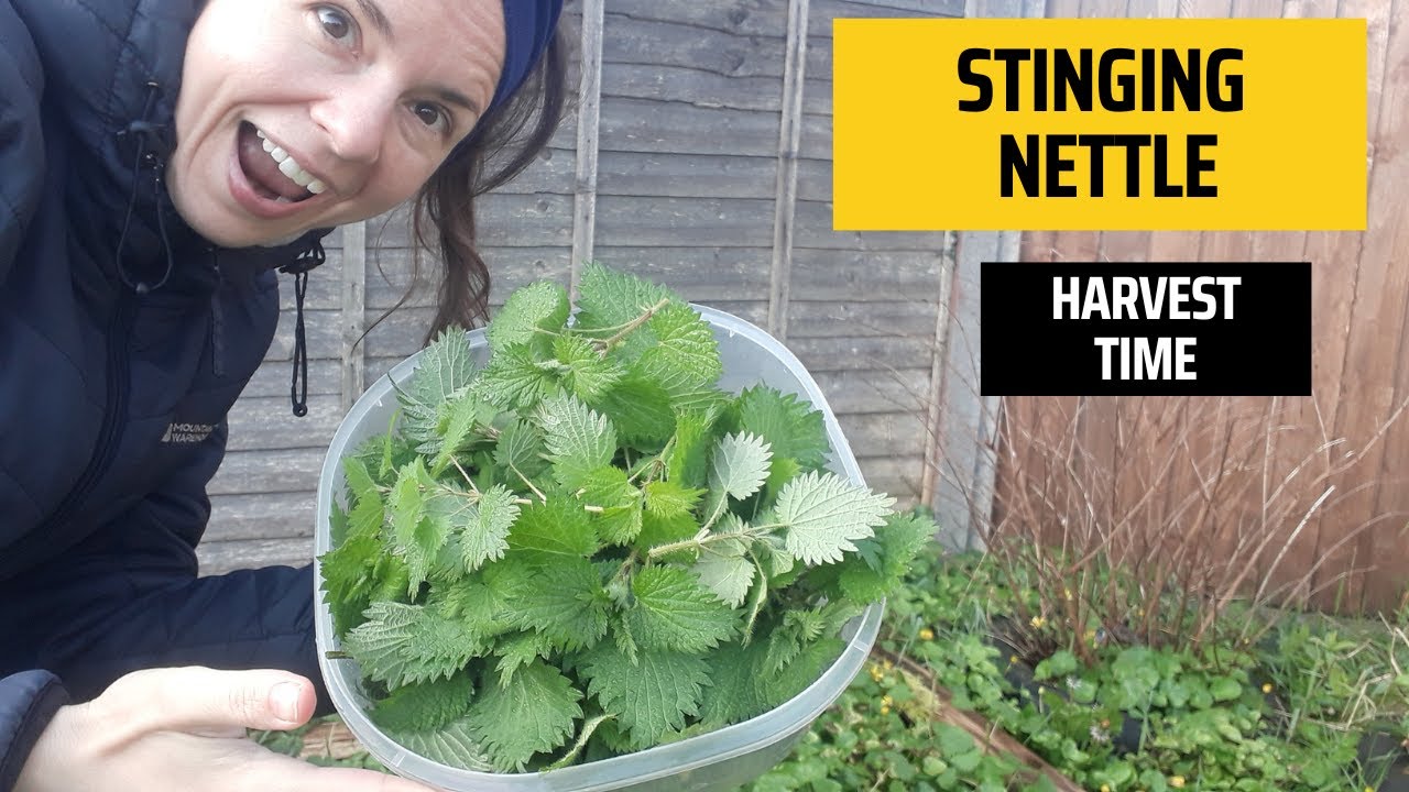 Stinging Nettle Harvest Urtica Dioica Youtube