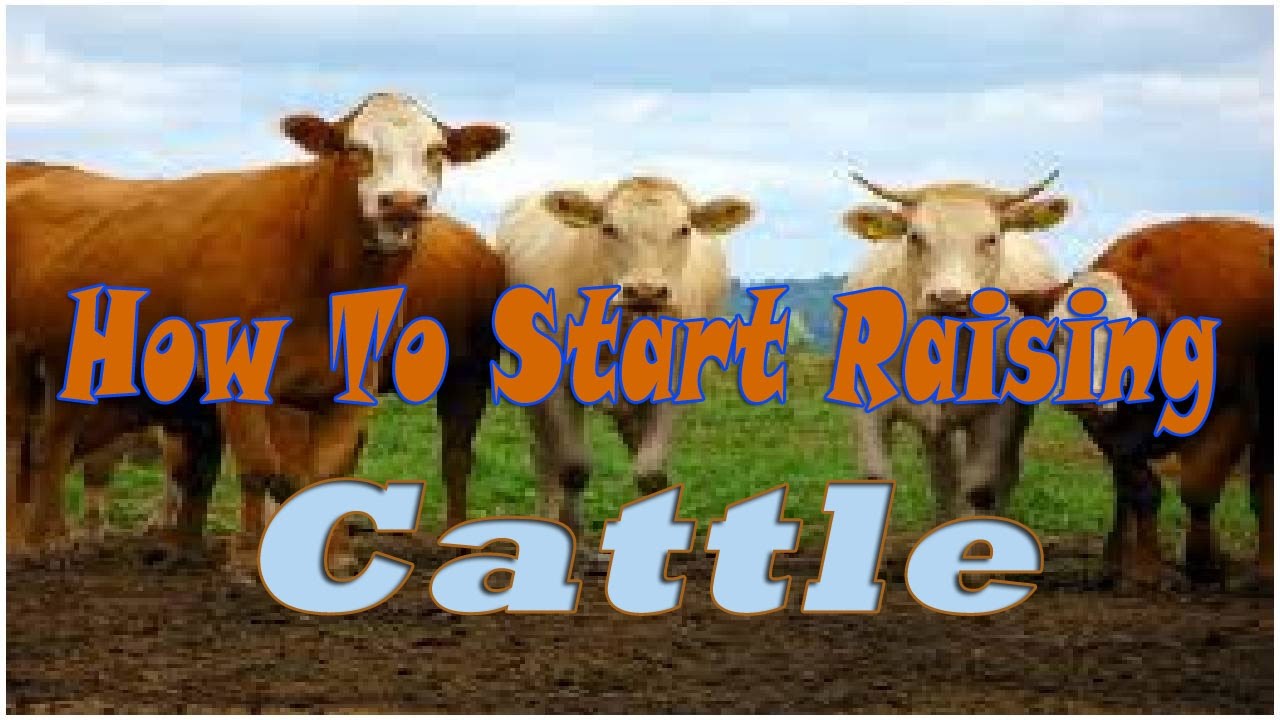 How To Start Raising Cattle Youtube
