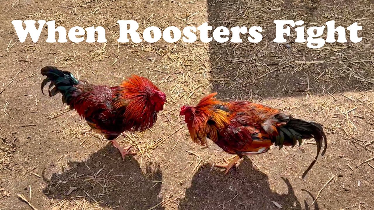 Chicken Fight Chicken