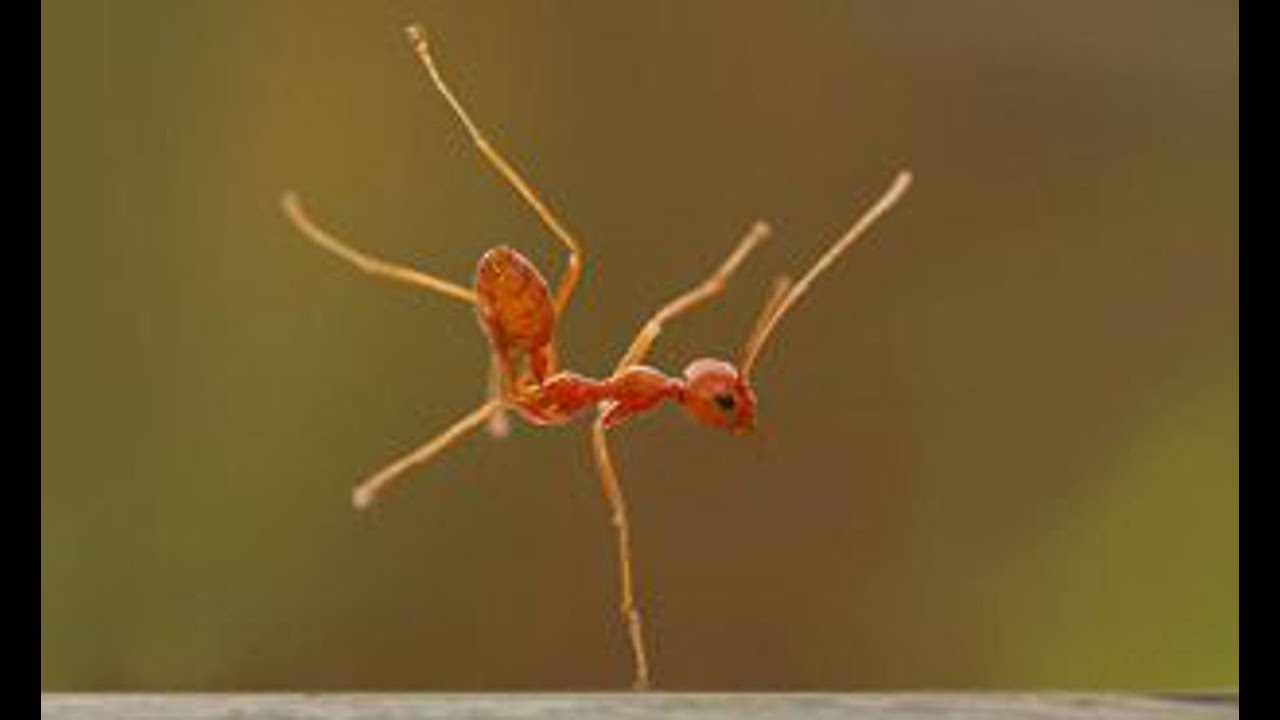 Ants Dance Youtube