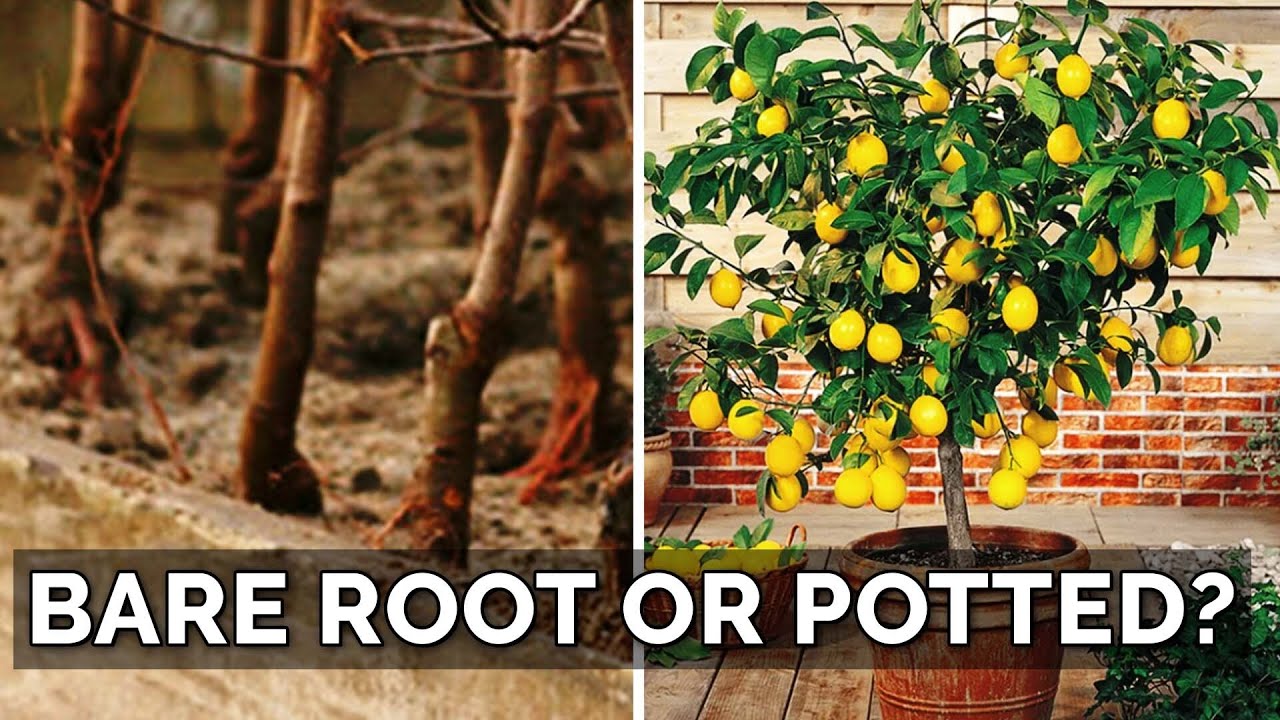 Potted Vs Bare Root Trees At Ricky Payne Blog