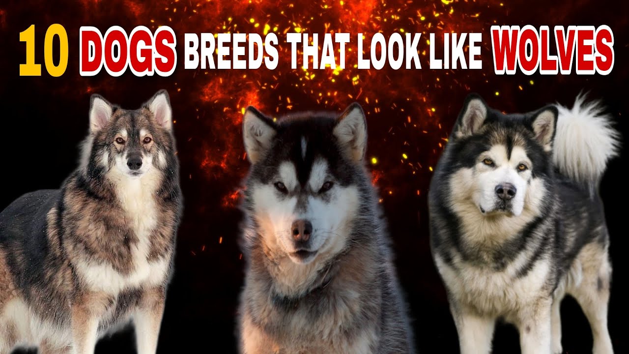 Top 10 Dog Breeds That Look Like Wolves At April Langdon Blog