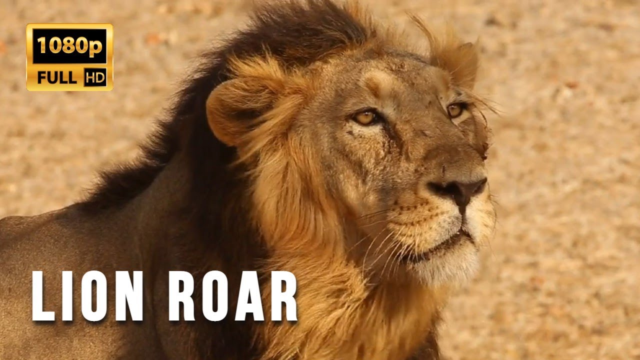 Lion Roar 2022 Angry Lions Roaring Compilation Wild Life Youtube