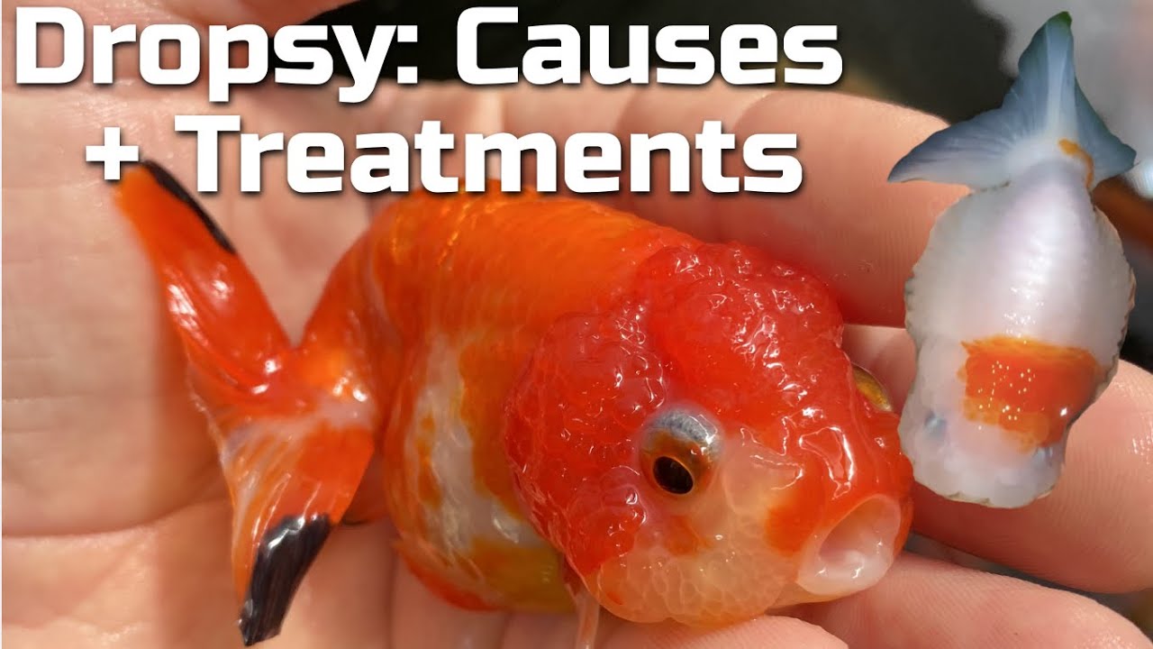 Goldfish Dropsy What It Is Why It Happens How To Treat It Youtube
