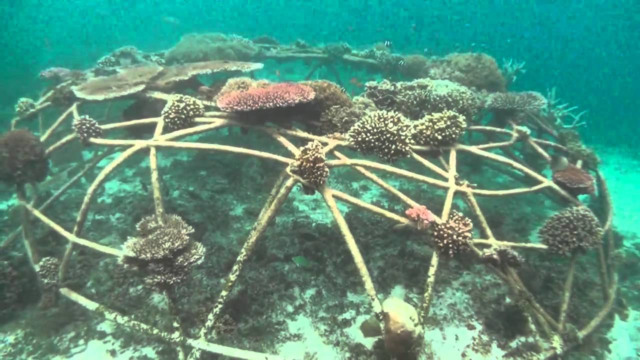 Big Bubble Shallow Structures Biorock Coral Reef Restoration Gili