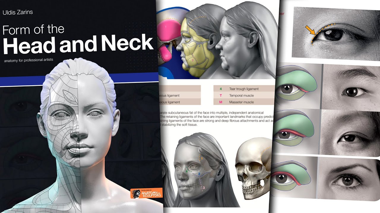 Form Of The Head And Neckрџ ґbook Preview Anatomy For Sculptors