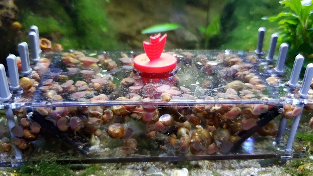 Snail Trap Food At Connie Goodin Blog