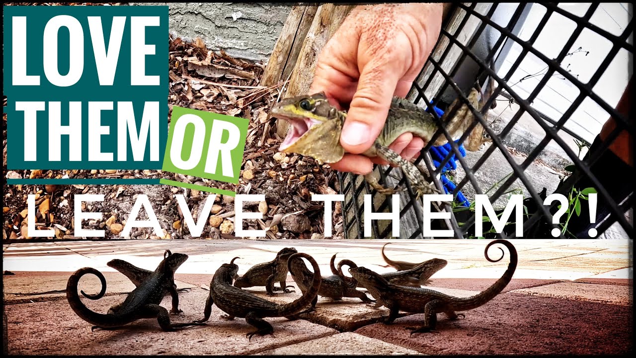 So Many Invasive Lizards In My Yard Youtube