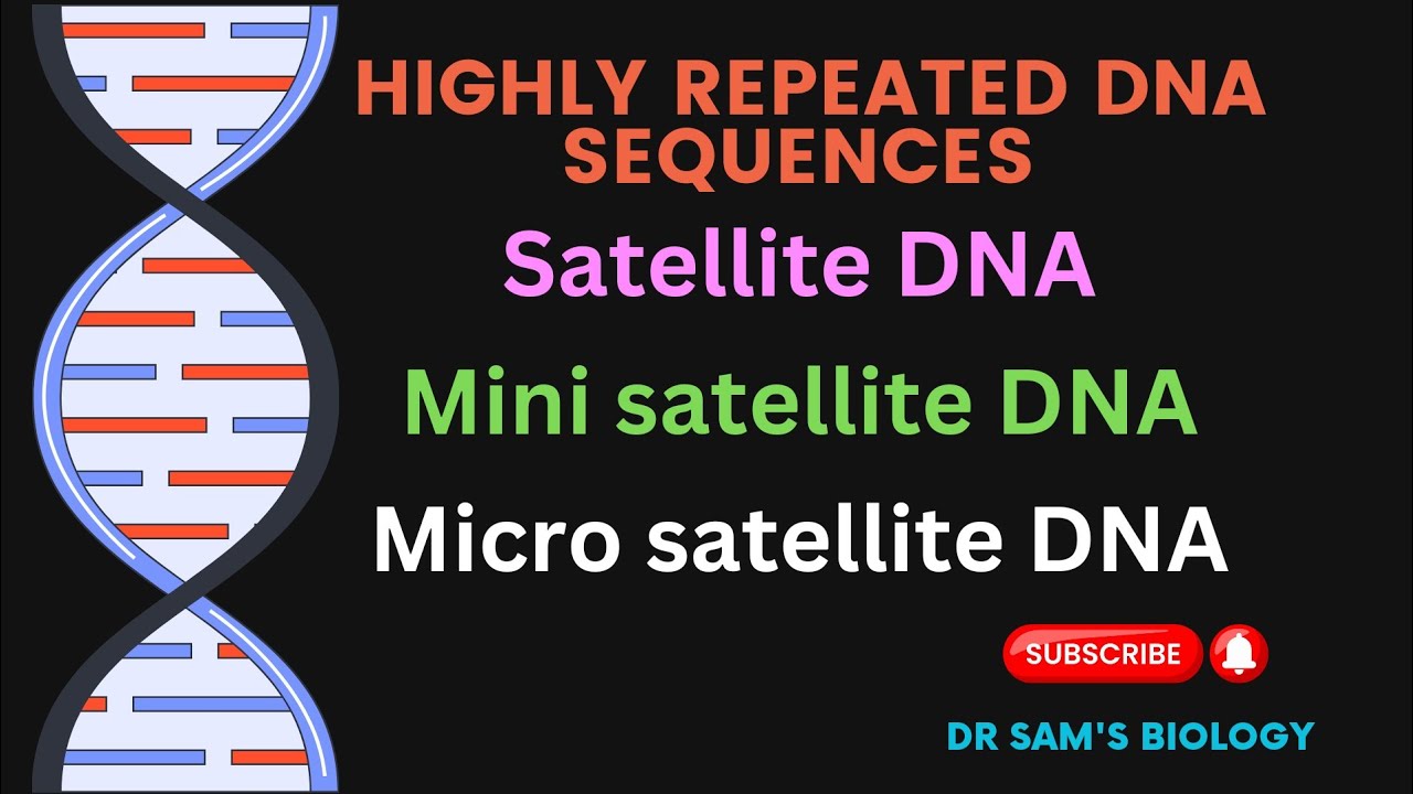 Highly Repeated Dna Sequences Satellite Dna Mini Satellite Dna