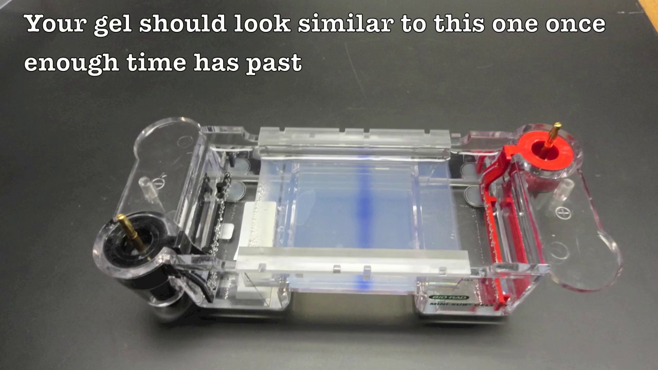 Running A Bio Rad Agarose Gel Youtube