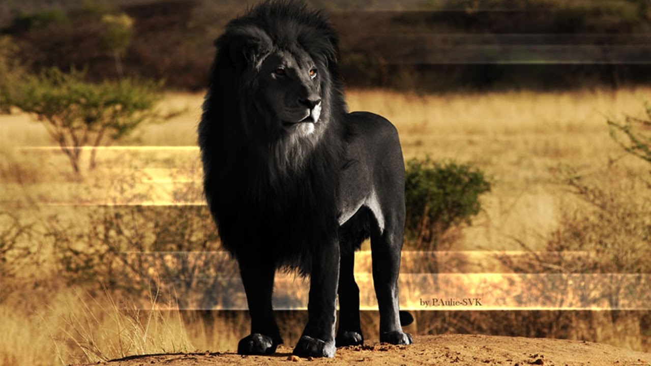 15 Scary Hybrid Animals That Actually Exist Go It