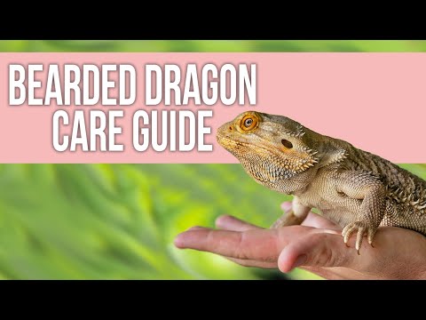 Beginner S Guide On Caring For Bearded Dragons Updated Guide