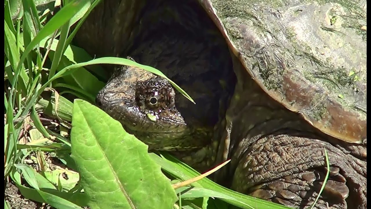 Snapping Turtle Crosses Road Youtube