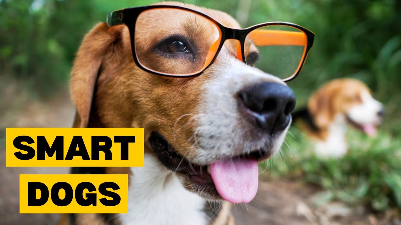 Top 10 Smartest Dog Breeds Youtube