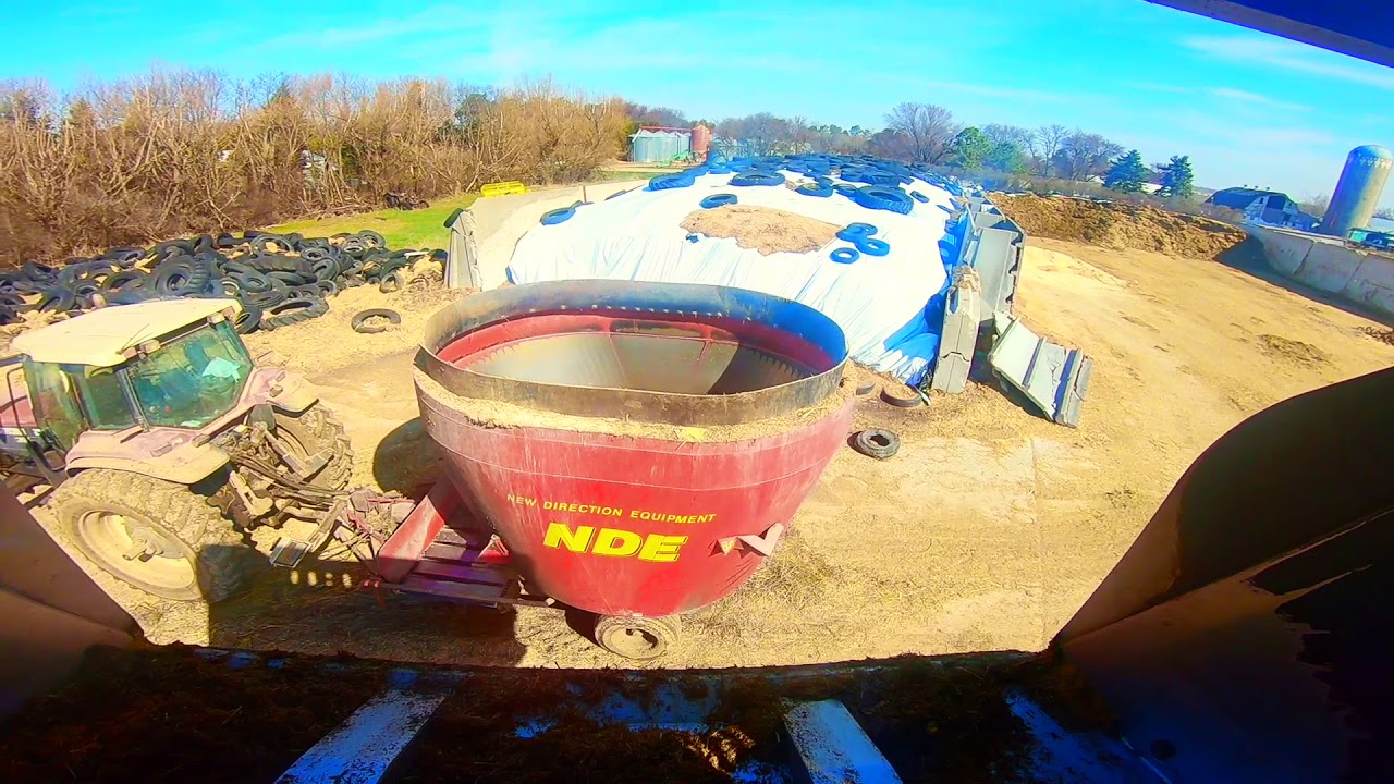 Cattle Feeding Youtube