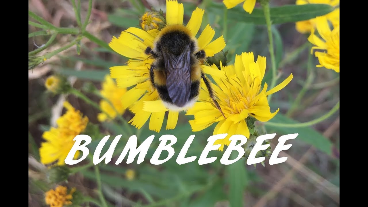 Bumblebee Youtube