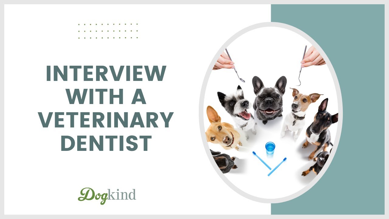 Interview With A Veterinary Dentist Youtube