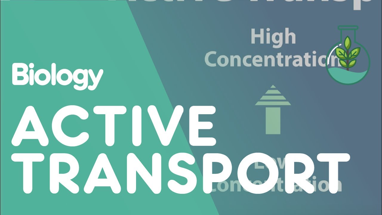 Transport In Cells Active Transport Cells Biology Fuseschool