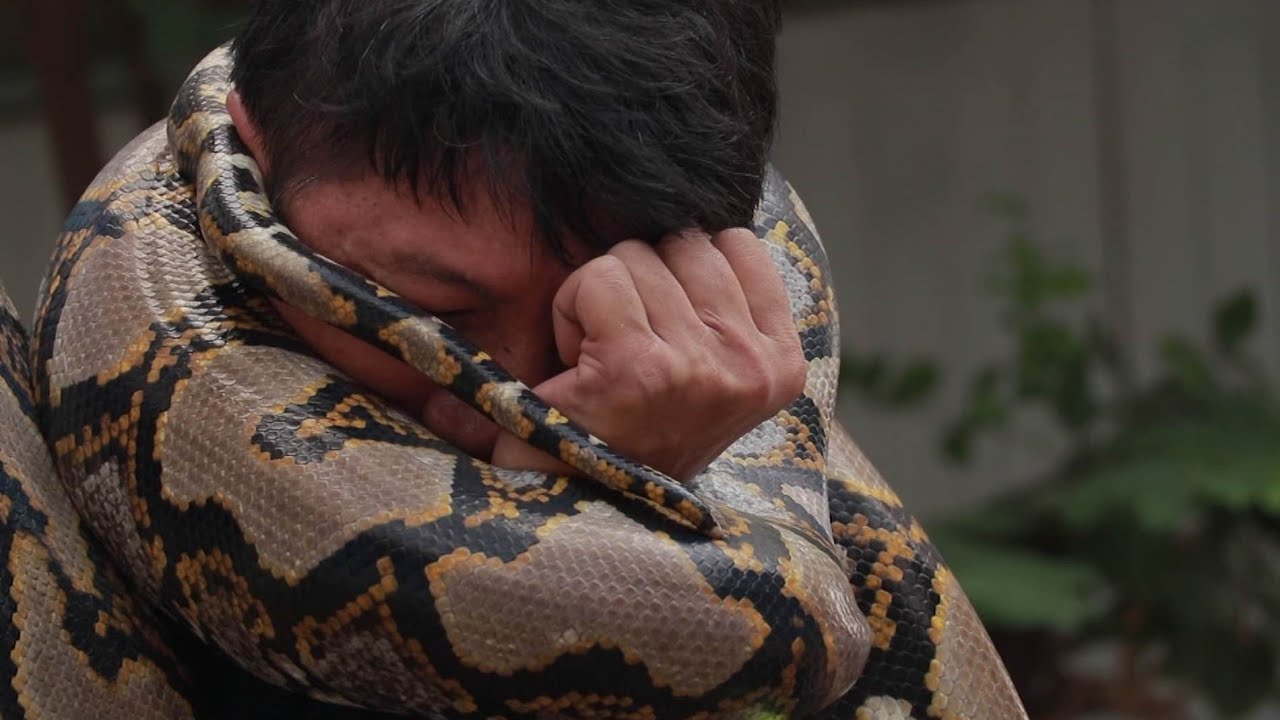 Python Bite People Top 7 Python Attack Human Caught On Camera Youtube