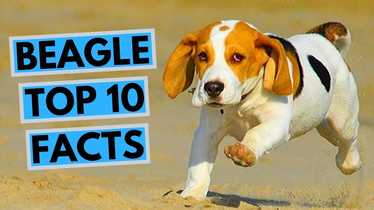 Beagle Top 10 Interesting Facts Youtube