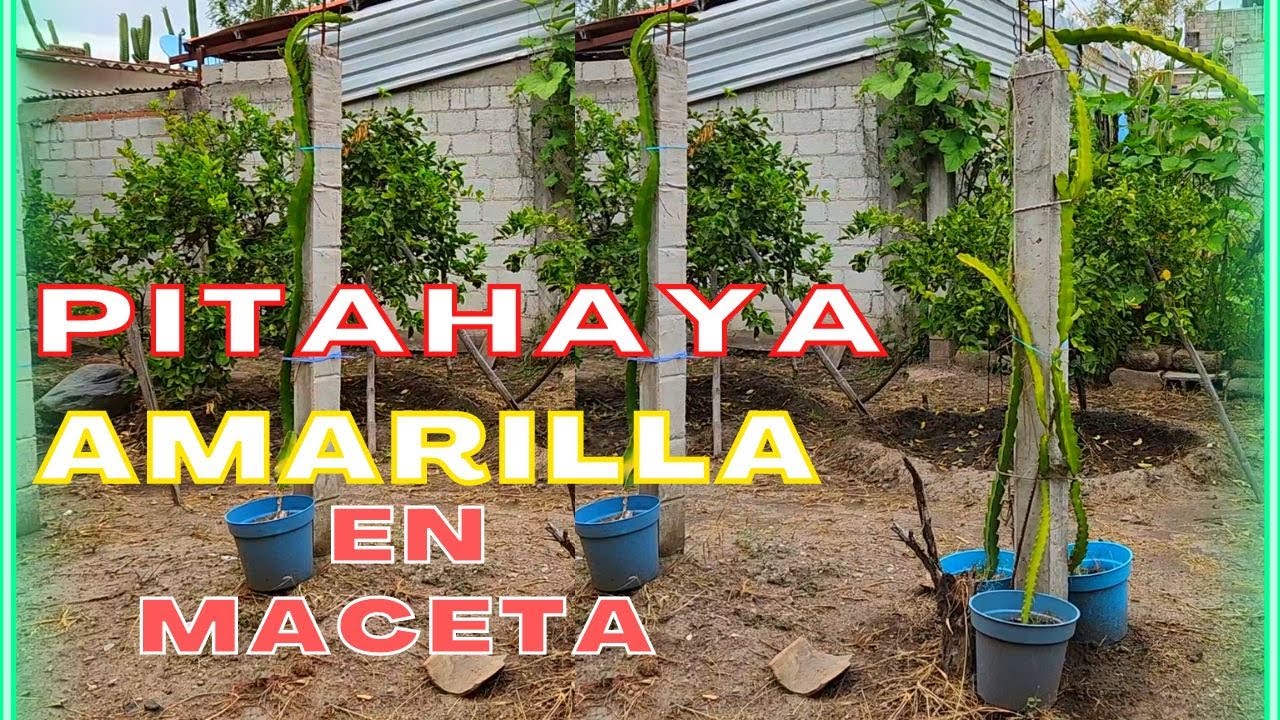 Cultivo De Pitahaya Amarilla En Maceta Fruta Dragon Youtube