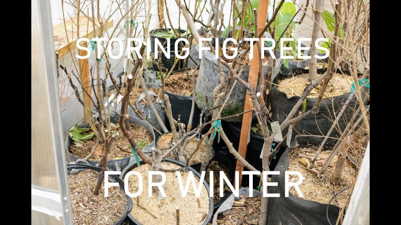 Container Fig Trees The Winter Migration Youtube