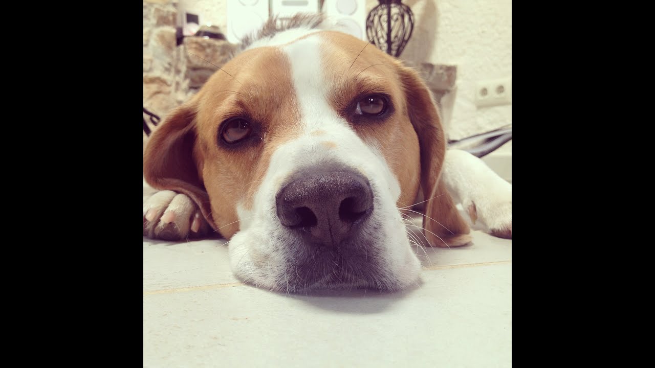 Funny Beagle Youtube