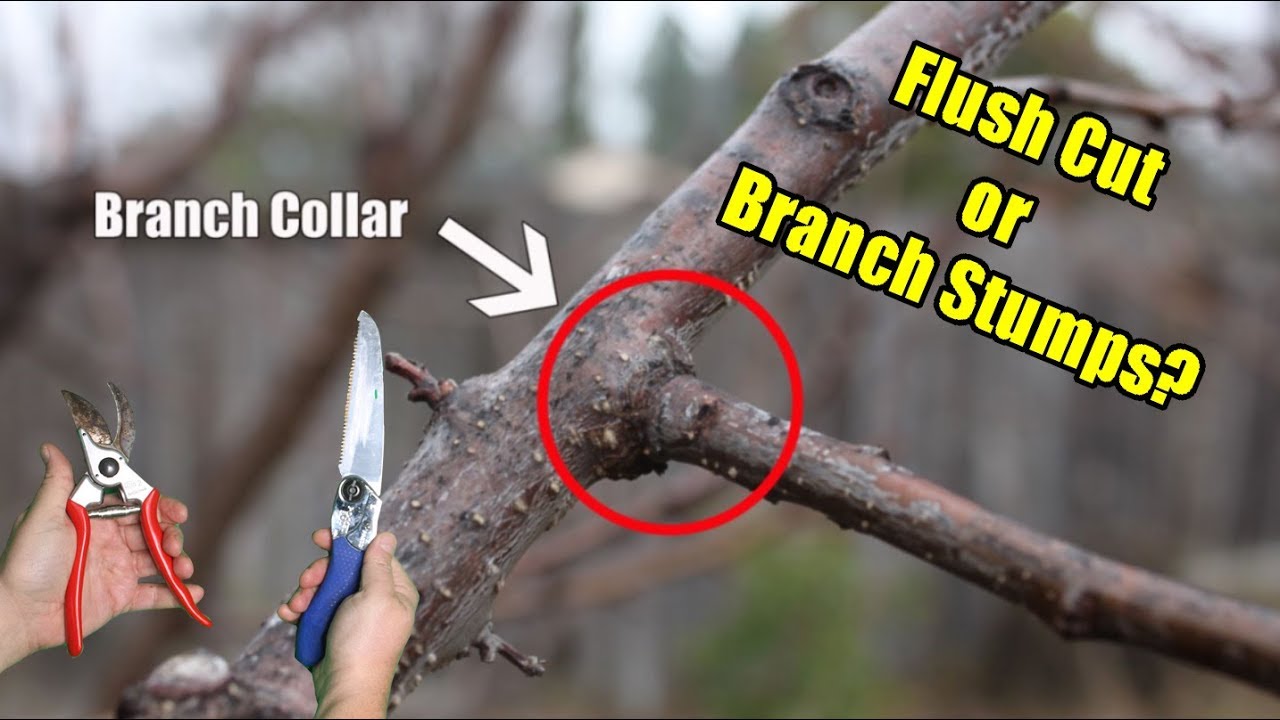 The Proper Way To Prune A Tree Flush Cut Or Branch Stump Youtube