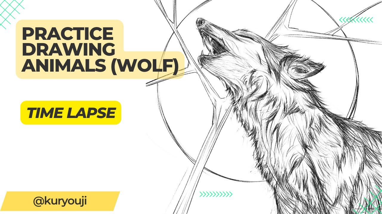 Practice Study Drawing Wolf Time Lapse Youtube