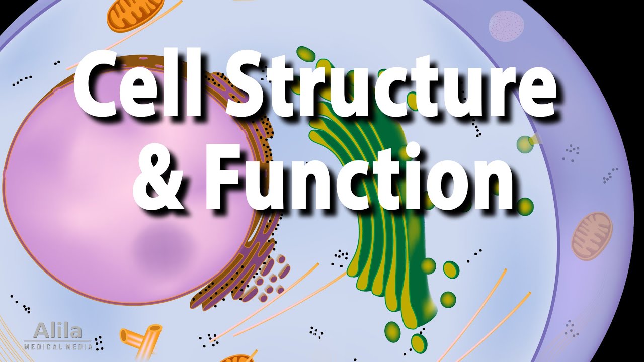 What Is Cell And Its Function And Structure Ppt Infoupdate Org