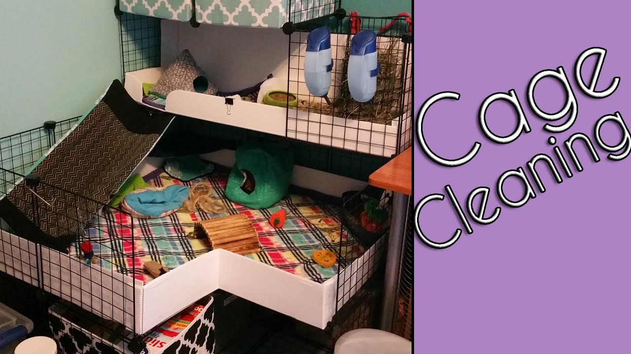 Cleaning A C C Guinea Pig Cage With Fleece Youtube