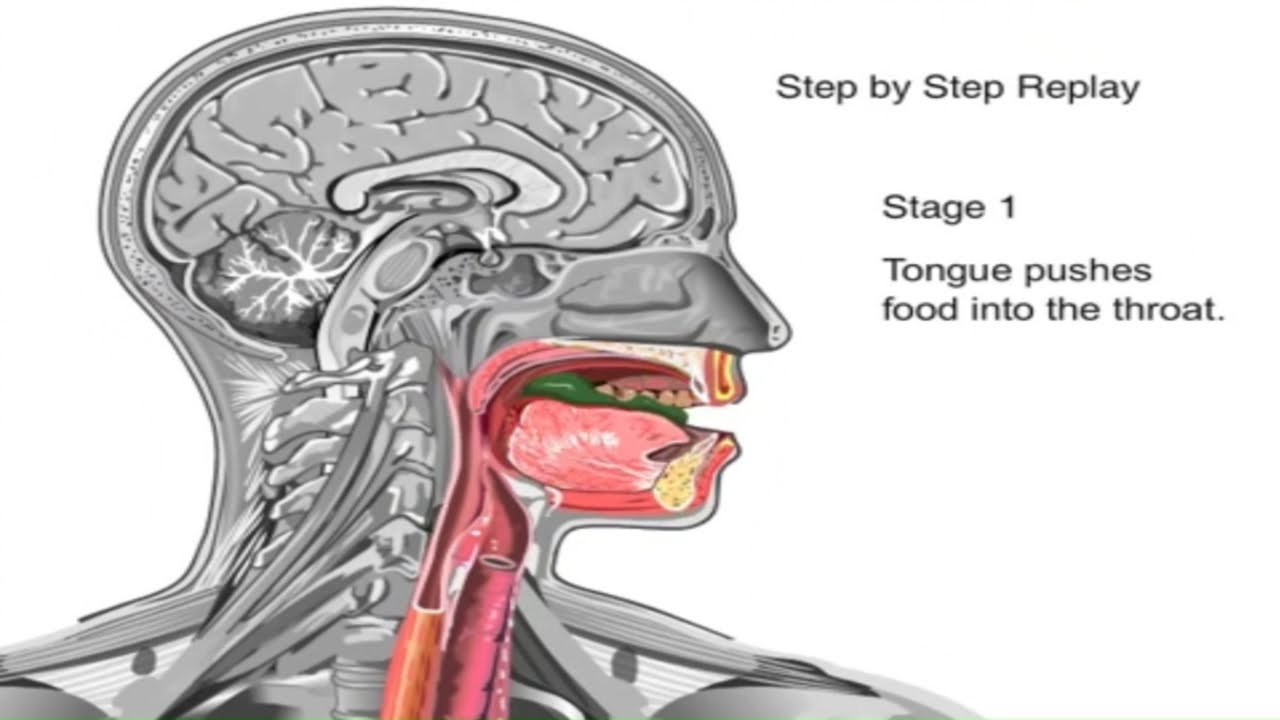 How Swallowing Works Animation Video Stages Of Swallowing Process