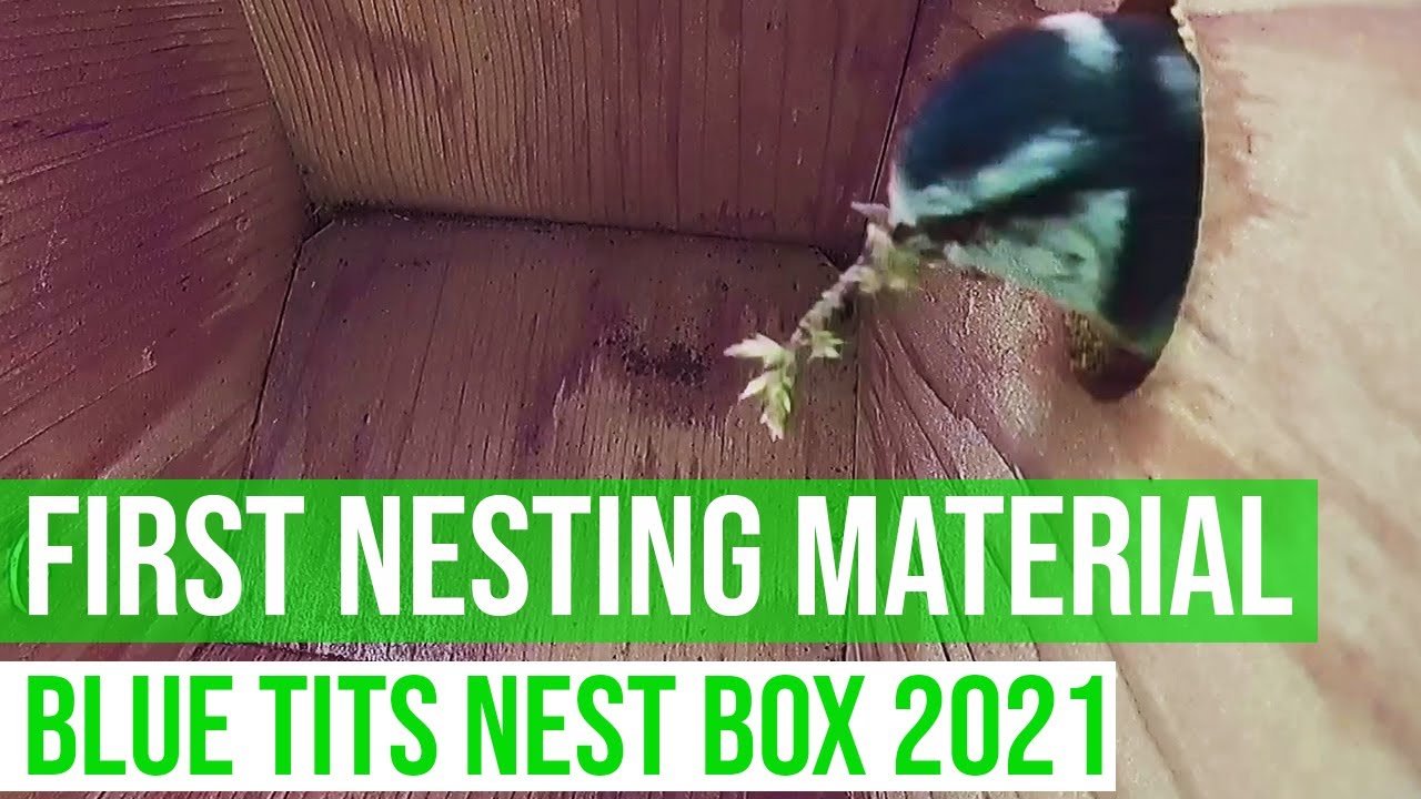 How To Know Nesting Is About To Begin First Nesting Material Blue